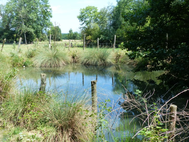 Définition et origine - À vos mares, prêts, partez